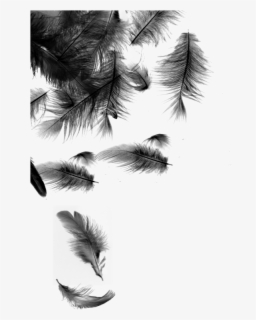 Falling Angel Feathers Png - Angel Feather Transparent Background ...