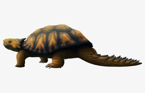 Desert Tortoise White Background - Desert Tortoise Clip Art , Free ...