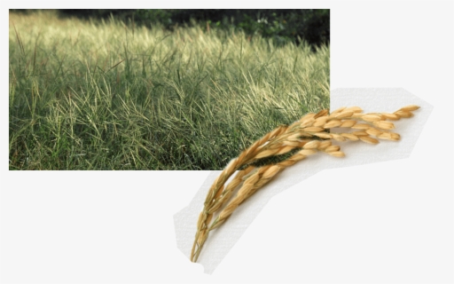 Sweet Grass , Free Transparent Clipart - ClipartKey