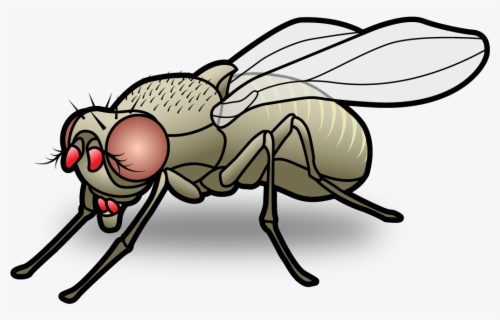 Free Fly Clip Art with No Background - ClipartKey