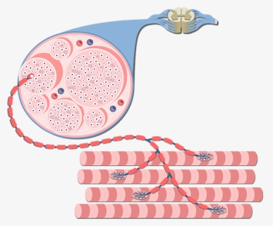 Physiology Background , Free Transparent Clipart - ClipartKey