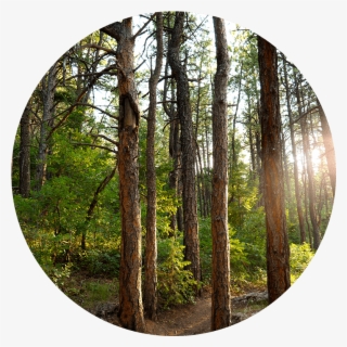 Free Forest Clip Art with No Background - ClipartKey