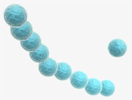 Clipart Library Bacteria Streptococcus Free On - Streptococcus Clipart ...