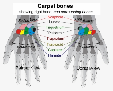 Carpal Bones - Hand Bones Not Labeled , Free Transparent Clipart ...