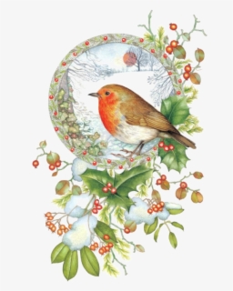 Free Christmas Robin Clipart - Robin Bird Clip Art , Free Transparent ...