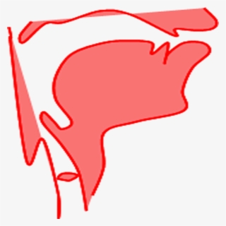Vocal Tract , Free Transparent Clipart - ClipartKey