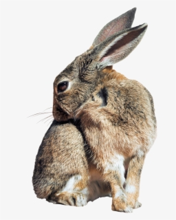 Black Tailed Jackrabbit - Wild Rabbit Transparent Background , Free ...