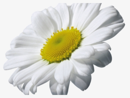 Download Transparent Background Daisy Png Transparent - ClipartKey