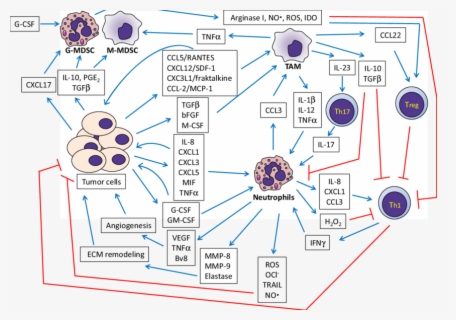Neutrophil - Neutrophil Transparent , Free Transparent Clipart - ClipartKey