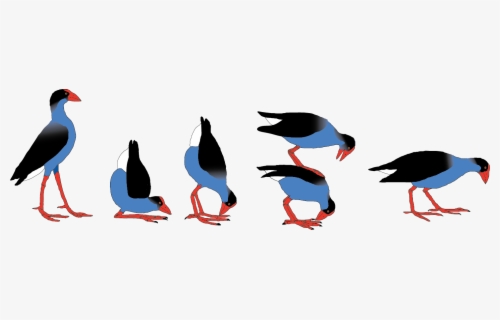 Pukeko Preschool-1 - Pukeko Bird Clip Art , Free Transparent Clipart ...