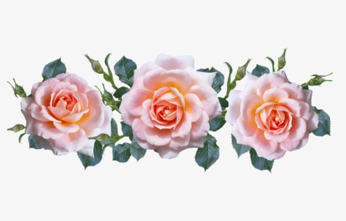 Roses, Pink, Arrangement, Cut Out - Pink Roses Cut Out , Free ...