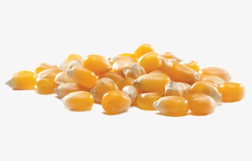 Corn Kernel Clipart Images Transparent Png - Clipart Corn On The Cob ...
