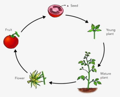 Seeds Clipart Plant Life Cycle - Simple Life Cycle Of A Flowering Plant ...