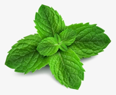 Peppermint Png Pic - Peppermint Png , Free Transparent Clipart - ClipartKey