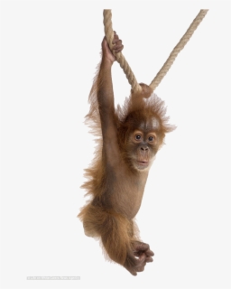 Endangered Animals White Background - Cute Monkey White Background ...