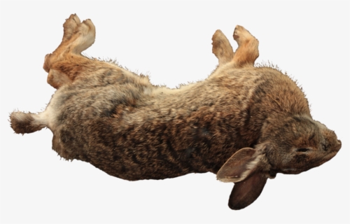Cartoon Dead Rabbit , Free Transparent Clipart - ClipartKey