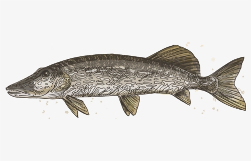 Northern Pike Silhouette , Free Transparent Clipart - ClipartKey