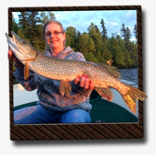 Transparent Pike Png - Fishing Hd , Free Transparent Clipart - ClipartKey