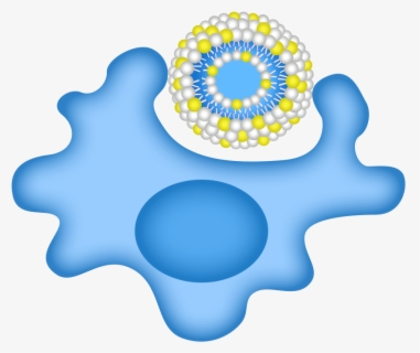 Macrophage Cartoon - T Cell Receptor Cartoon , Free Transparent Clipart ...