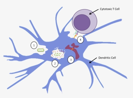 Cells Clipart Dendritic Cell - Cisplatin Nephrotoxicity Mechanism ...