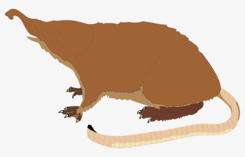Mole Long Tail - Pyrenean Desman Png , Free Transparent Clipart ...