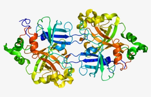 Venus Fluorescent Protein Structure , Free Transparent Clipart - ClipartKey