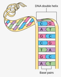 Simple Double Helix Diagram , Free Transparent Clipart - ClipartKey