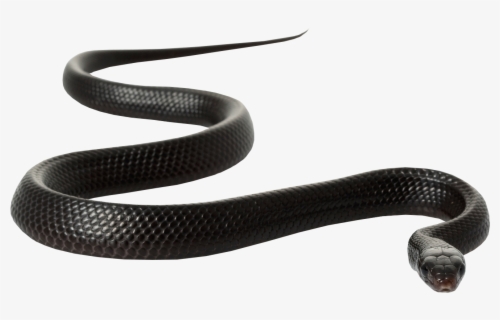 Black Rat Snake Clip Art - Black Rat Snake White Background , Free ...