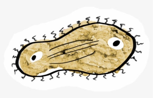 Edupic Cell Drawings - Easy To Draw Chromosomes , Free Transparent Clipart - ClipartKey