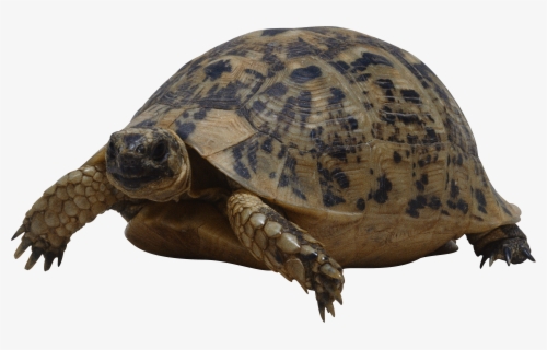 Png Icon Free Download - Turtle White Icon , Free Transparent Clipart ...