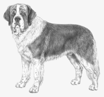 Dog Outline Drawing At Getdrawings - Transparent St Bernard Outline ...