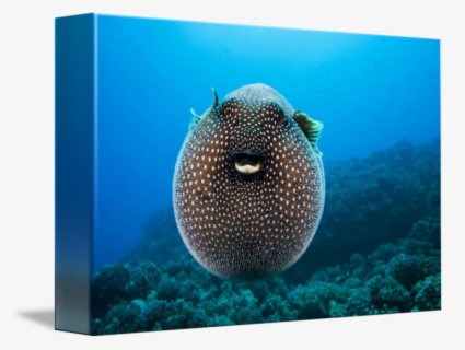 Transparent Cute Puffer Fish Clipart - Fish Emoji Twitter , Free ...