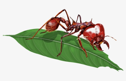 Ant Png - Red Imported Fire Ant Drawing , Free Transparent Clipart ...