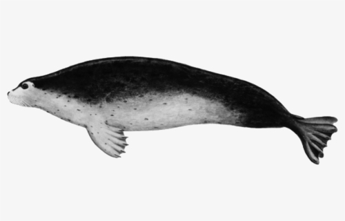 Harp Seal Clipart Artic Seal - Harp Seal Clear Background , Free ...