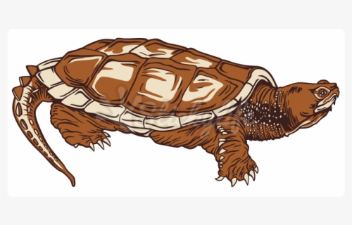 Desert Tortoise White Background - Desert Tortoise Clip Art , Free ...