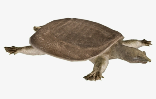 Snapping Turtle Png Transparent Images - Yangtze Softshell Turtle Png ...