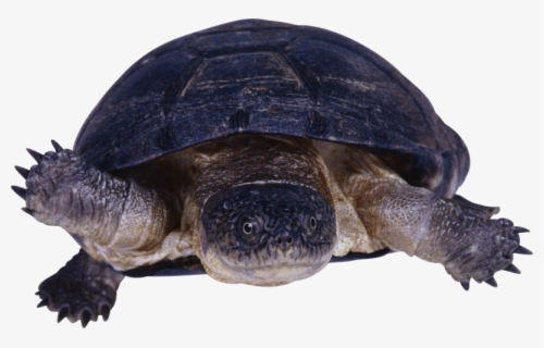 Free Of A - Snapping Turtle Clip Art Black And White , Free Transparent ...