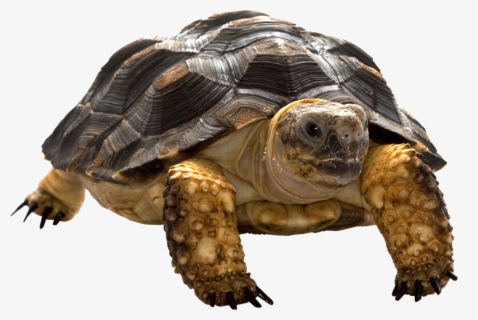 Transparent Snapping Turtle Png - Snapping Turtle Transparent ...
