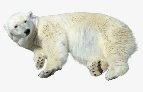 Free Polar Bear Clip Art with No Background - ClipartKey