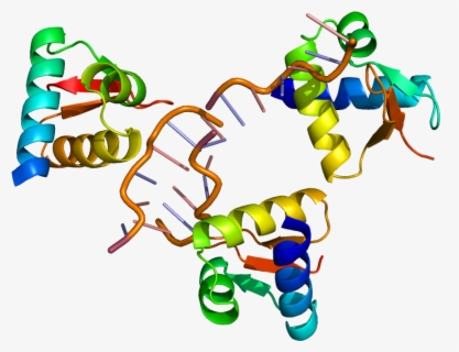 Venus Fluorescent Protein Structure , Free Transparent Clipart - ClipartKey