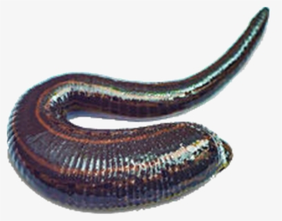 Giant Constrictor Snake 5e - Dnd 5e Gazer Stat Block , Free Transparent ...