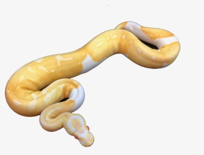Burmese Python , Free Transparent Clipart - ClipartKey