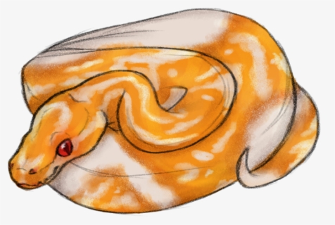 Burmese Python - Rock Python , Free Transparent Clipart - ClipartKey