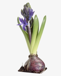 Hyacinth Flowers Png Transparent Background - Hyacinthus Png , Free ...