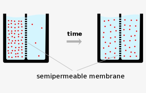 Card Image - Equilibrium Diffusion , Free Transparent Clipart - ClipartKey