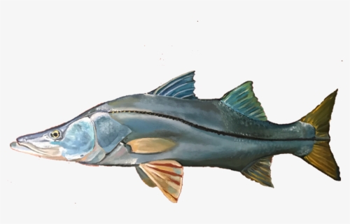 Sturgeon Drawing Transparent Png Clipart Free Download - Sturgeon ...