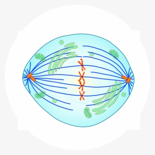 Mitosis Prophase Png , Free Transparent Clipart - ClipartKey