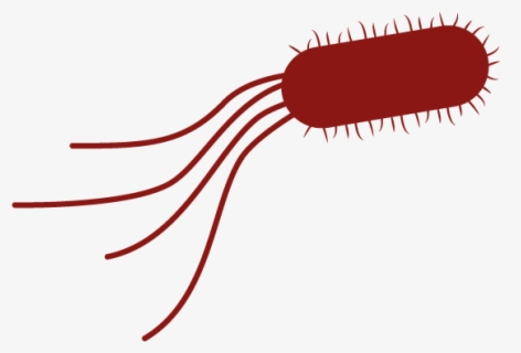 Microbiology Clip Art , Free Transparent Clipart - ClipartKey