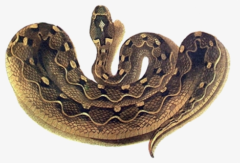 Transparent Coiled Snake Clipart - Speckled Band Swamp Adder , Free ...