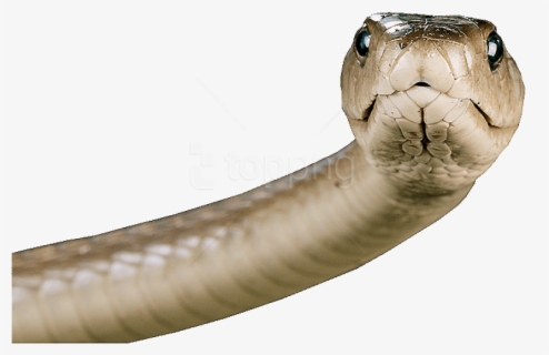 Free Snake Head Clip Art with No Background - ClipartKey